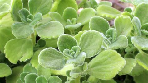 碰碰香的介紹及養護 多肉植物