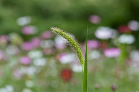 花草图片素材 花草设计素材 花草摄影作品 花草源文件下载 花草图片素材下载 花草背景素材 花草模板下载 搜索中心