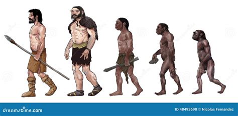 Australopithecus Stock Image 10633633