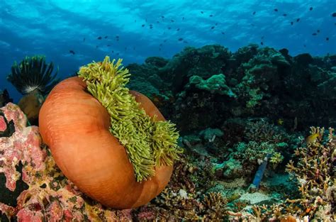 Buceo en Roatán el Mejor Buceo del Caribe está en Honduras