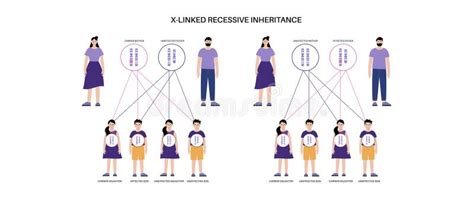X Linked Inheritance Stock Illustrations 42 X Linked Inheritance