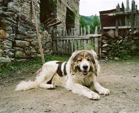 Caucasian Shepherd Hozzify