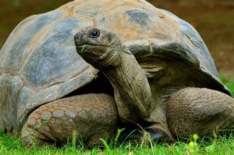 Premium Photo Seychelles Giant Tortoise Aldabran Giant Tortoise