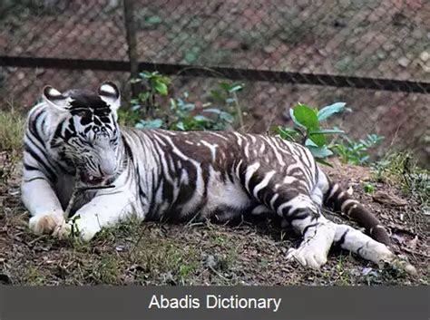 ببر سیاه معنی در دیکشنری آبادیس