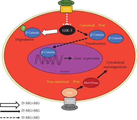Wnt Signaling In The D Mg Group A Rna Sequencing Results Related To Download Scientific