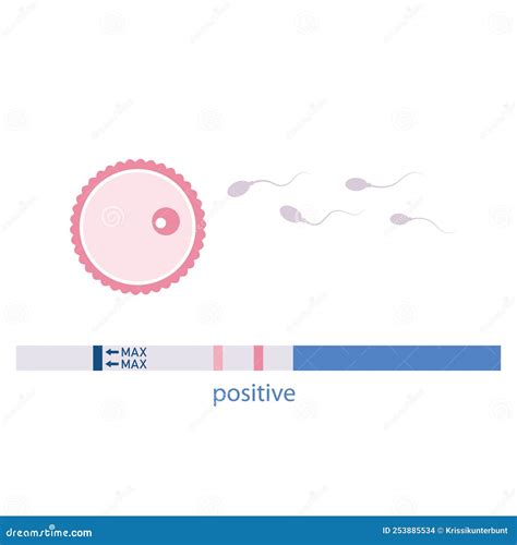Positieve Zwangerschapstest Bevruchte Eicel En Sperma Vector