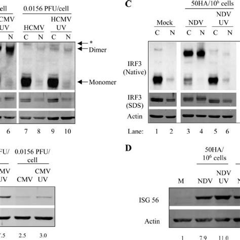 Irf3 Dimerization Is Required For The Activation Of Isg 56 Following Download Scientific