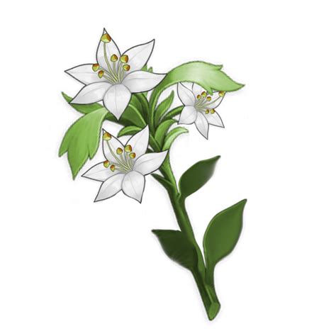 Sampaguita Item Maharuyo Wiki Fandom