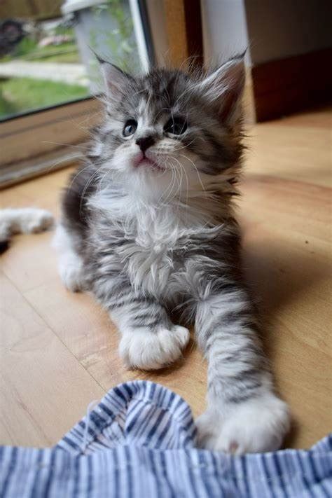 Polydactyl Maine Coon Everything You Need To Know