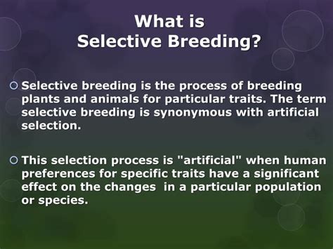 Ppt Selective Breeding Powerpoint Presentation Id