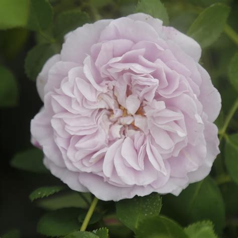 Rose Rainy Blue CHINESE EXPORTER