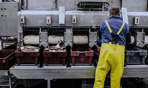 Conservación Y Desinfección De Pescado En Cámaras Frigoríficas Mizono