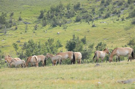 Hustai Өнөөдөр ДЭЛХИЙН БАЙГАЛЬ ХАМГААЛАХ ӨДӨР 1992 06 05 энэ өдөр анхны 15 тахь эхний
