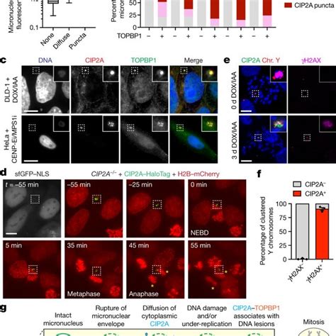 Recruitment Of Cip2atopbp1 To Ruptured Micronuclei Poises Acentric