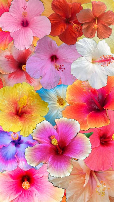 Download Vibrant Hibiscus Collage Wallpaper