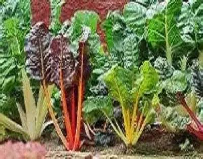 Discover 6 Vegetables That Originate From The Same Plant Nexsel