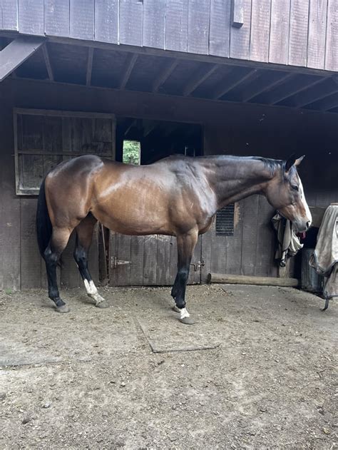 Ottb Body Condition R Kvssnark