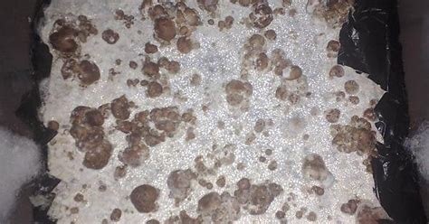 How Do You Know When To Harvest Pe Blobs Theyre Growing Slow But Seem