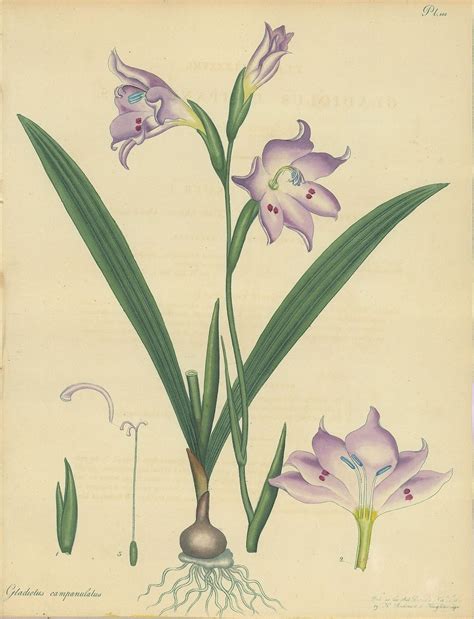 Gladiolus Campanulatus Bell Flowered Gladiolus From The Botanists