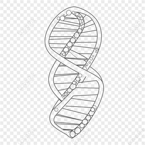 Dna Structure Coloring Pages 2025