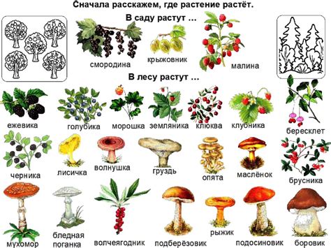 Описание Грибы и ягоды Online Presentation