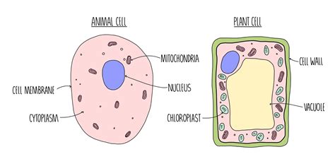 Cell Structure — The Science Sauce