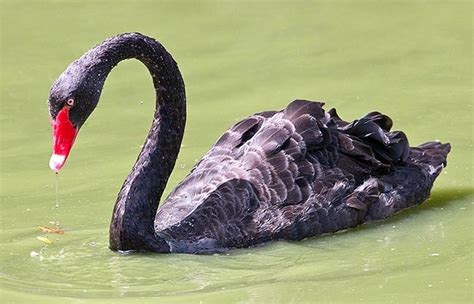 Cygnus Atratus Monaco Nature Encyclopedia