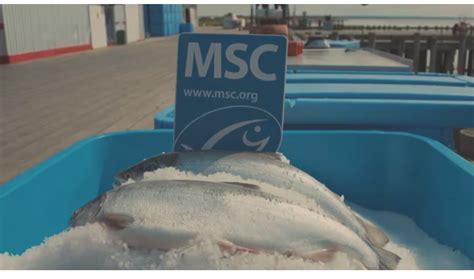Marine Stewardship Council Pauses New Standards For Seafood