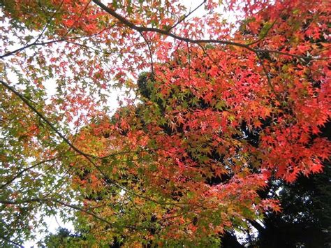紅葉の様子です 古城公園スタッフブログ