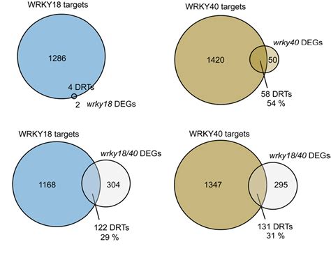 Figure 1 From Induced Genome Wide Binding Of Three Arabidopsis Wrky