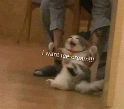 funny cat meme | I want ice cream, Ice cream memes, Jokes pics