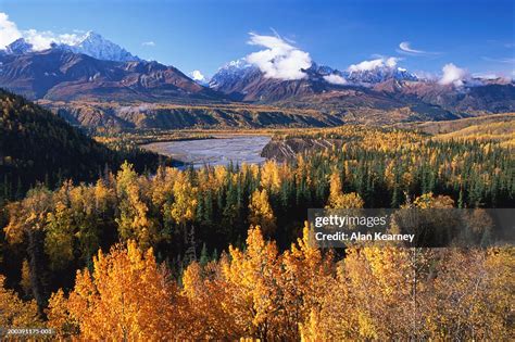 Usa Alaska Matanuska Valley Cottonwood And Willow Trees Autumn High Res