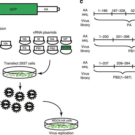 Schematic Diagram Of Nucleic Acid Sequencing Based Amplification Nasba Download Scientific