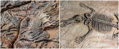 Pengertian Fosil Adalah Kenali Proses Pembentukan Dan Jenisnya