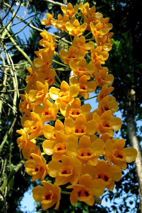 Dendrobium Chrysanthum Eflora Of India