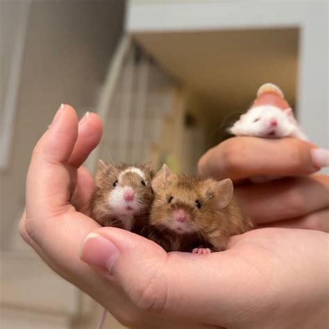 몽칸쵸네 과자가게 야쫄ㅋ 햄스타그램 햄스터 골든햄스터 햄스터키우기 햄테리어 강아쮜 마우스 팬더마우스 팬시마우스 쥐스타그램 쮜스타그램