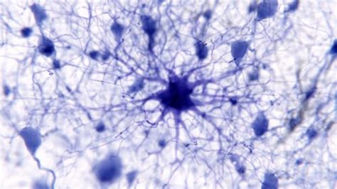 Semantic Memory Definition And Examples Live Science