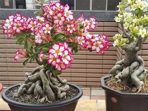 家里有这5种花，越是“穷养”，越容易开花