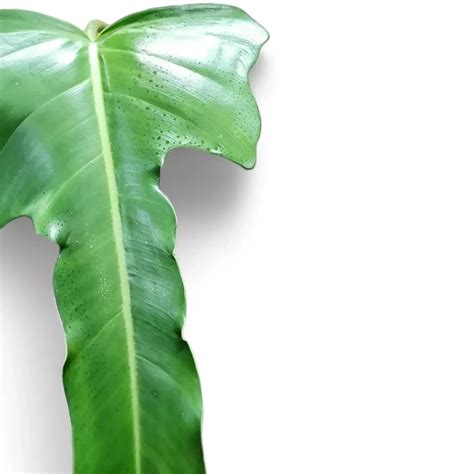 Philodendron Jerry Horne Unique Plant With Bold Foliage In 2025