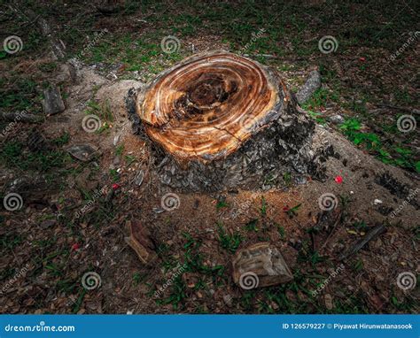Tree Cut Down But Fresh Stump On Ground Environmental Problem Concept Stock Image Image Of