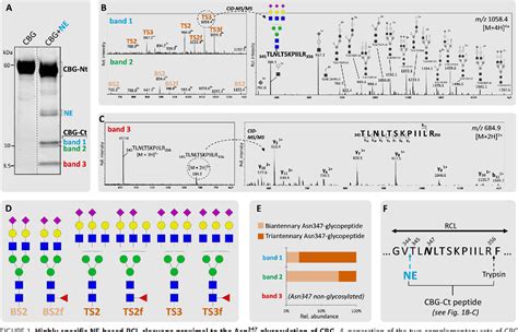 Figure 1 From Asn347 Glycosylation Of Corticosteroid Binding Globulin Fine Tunes The Host Immune