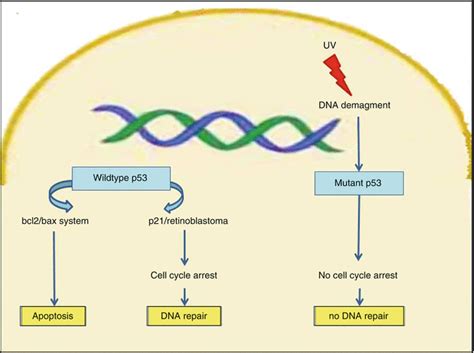 Basal Cell Carcinoma Molecular And Pathological Features Oncohema Key