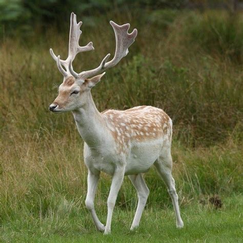 Pin by Lelahatiko on Мими | Rare animals, Pretty animals, Albino animals