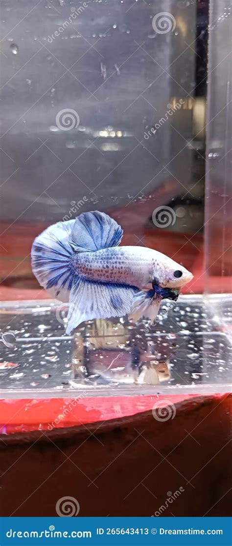 Betta Fish Plakat Grizzle Stock Image Image Of Bettashow 265643413