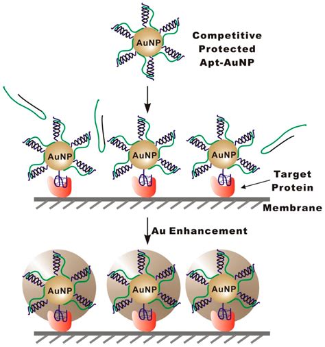 Proteomes Free Full Text Targeted Enlargement Of Aptamer