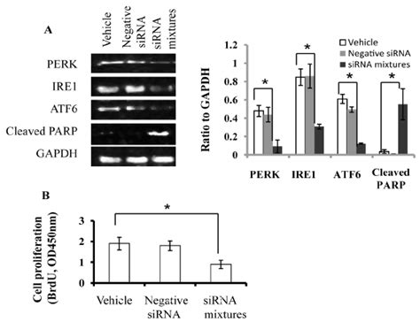 Simultaneous Knockdown Of Er Stress Biomarkers Induces Parp Cleavage