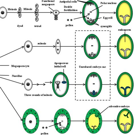 Amphimictic And Apomictic Embryo Formation A Amphimixis The Megaspore
