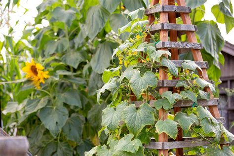 Cucumber Trellis Benefits Ideas And Diy Plantura
