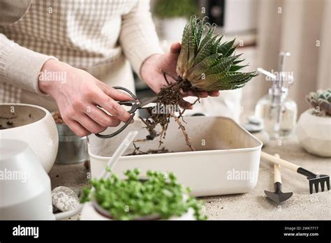 Woman Cutting Aloe Aristata House Plant Roots Before Planting Stock