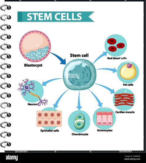 Illustration Of The Human Stem Cell Applications On A White Background Illustration Stock Vector
